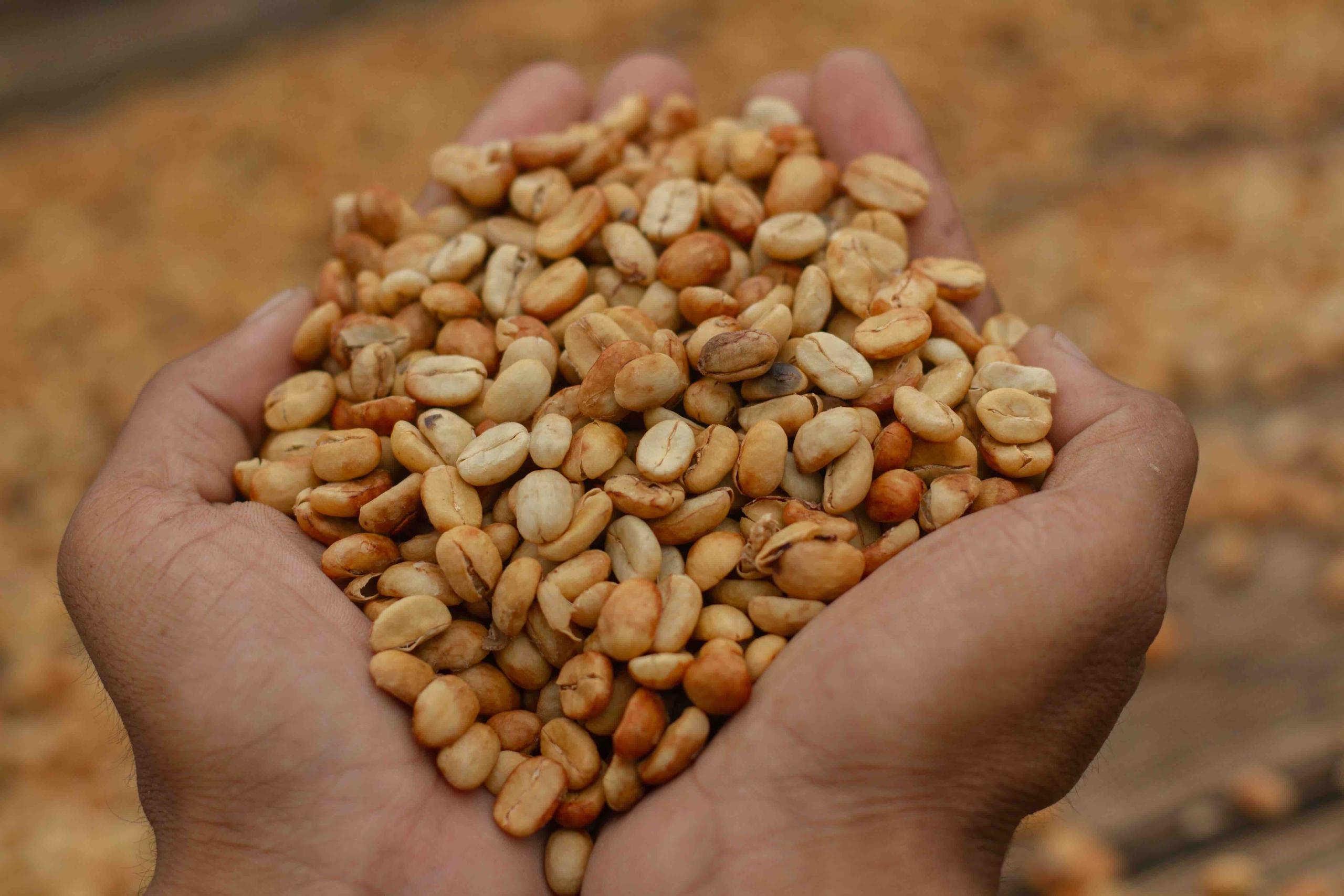 Sigi Coffee Aromas Pervade Jakarta Coffee Week 2024 - Lingkar Temu ...